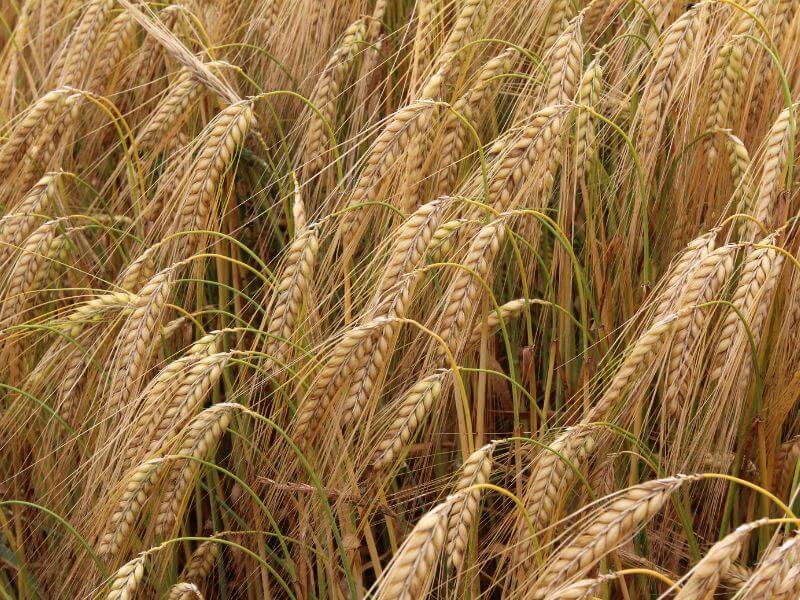 Wheat Straw: el material perfecto para regalos de empresa eco